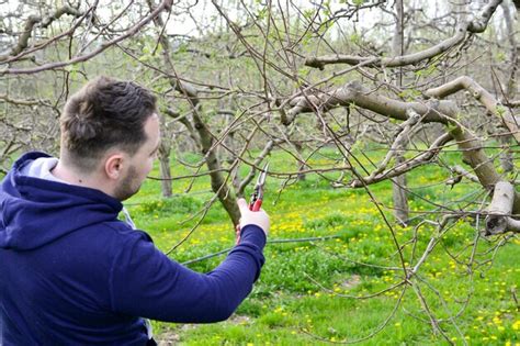 Premium Photo Young Farmer Pruning Apple Tree In Spring