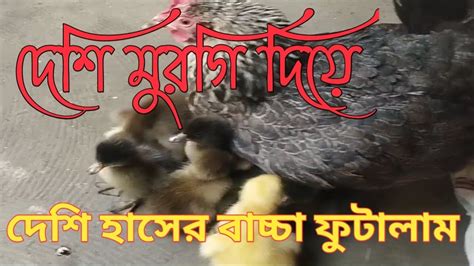দেশি মুরগি দিয়া দেশি হাসের বাচ্চা ফুটালাম চিনা হাঁস দেশি মুরগি পালন পদ্ধতি Binbahar Youtube