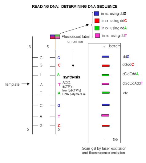 Similar Dna Sequences