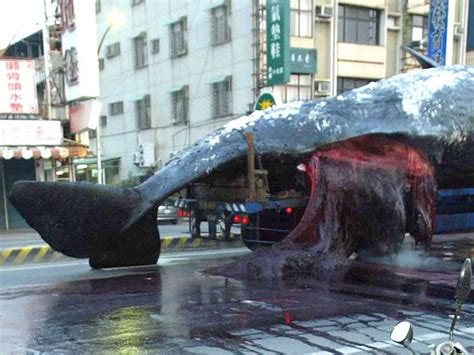 Exploding Whale