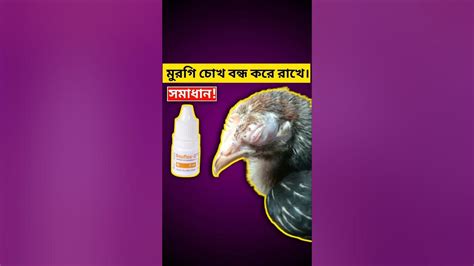 মুরগি চোখ বন্ধ করে রাখে। সমাধান Murgipalon দেশি মুরগি পালন পদ্ধতি Youtube