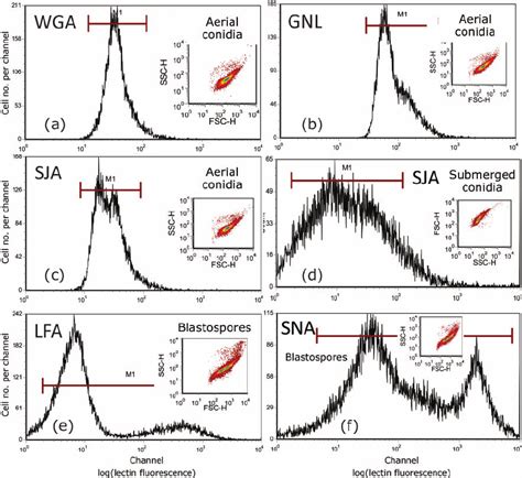 Representative Flow Cytometry Distributions Of Lectin Binding By B
