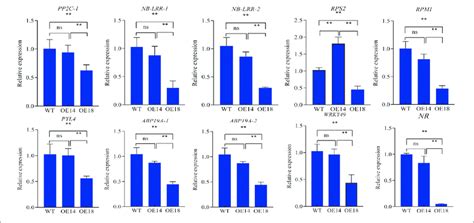 Quantitative Real Time Pcr Analyses Of The Transcript Levels Of Download Scientific Diagram