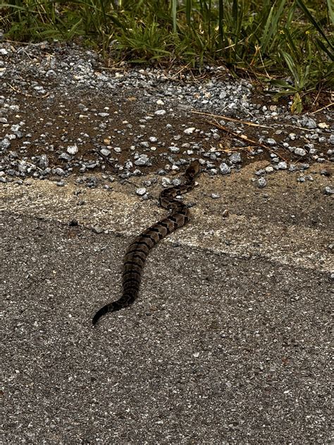 Snake Identification What Kind Of Snake Is This Facebook