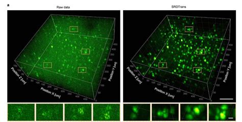Spatial Redundancy Transformer For Self Supervised Fluorescence Image Volodymyr Nechyporuk Zloy