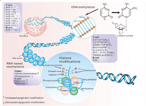 Histone Modifications What Is Epigenetics Vrogue Co