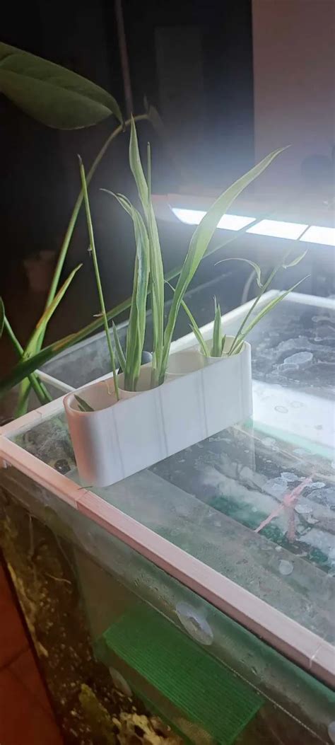 Aquarium Plant Holder Two Suction Cup Version Free 3d Print Model