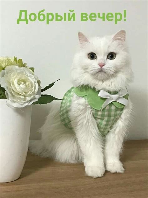 Пин от пользователя Светлана Хренова на доске Добрый вечер Котята Милые котики Кошечка