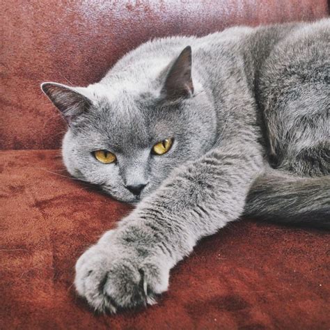 Photo Hebdo 08022015 Blog Marie Guillaumet Chat Chartreux