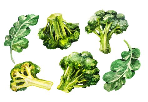 브로콜리 손으로 그릴 수채화 엽서 스티커 백과사전 메뉴 요리 재료에 사용할 수 있습니다 라벨 커버 프린트용 스타일 디자인 건강한