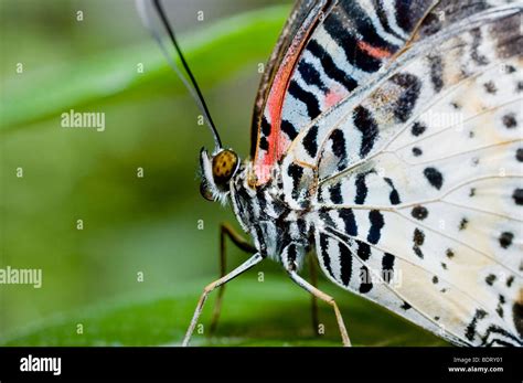 Butterfly With Black And White Underwing