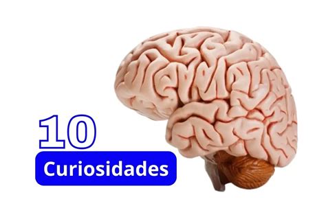 Hemisfério Esquerdo E Direito Diferença Entre Os Dois Hemisférios Do