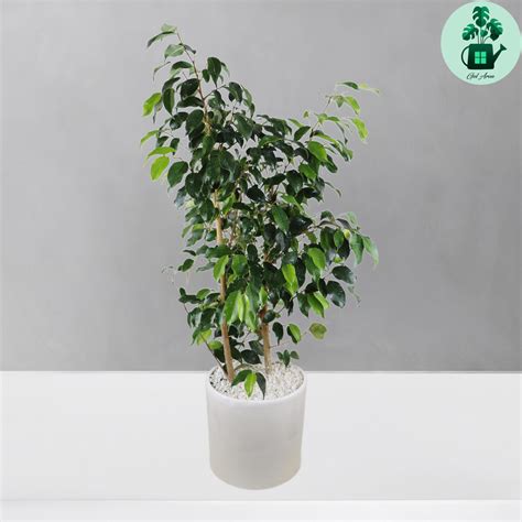 بنجامین سبز گلآرون