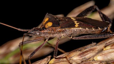 Leaf Footed Stink Bug Nymphs On Tomato Plant Leaf Stock Image Image Of Smell Pestilence 20152909