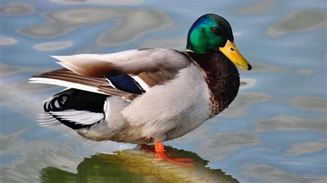 El Pato Metáforas Lógica Y Simbolismo Profundo Metaforas