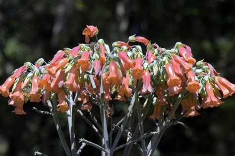Mother Of Millions Plant Poisoning In Cats Symptoms Causes