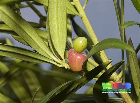 Podocarpus Polystachyus Threatened Conifers Of The World En Gb