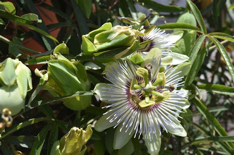 Passiflora Caerulea