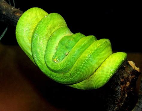 Animal Galleries Pictures Of Animals From Around The World Reptiles