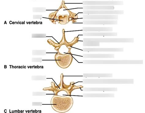 Vertebrae Comparison Diagram Quizlet