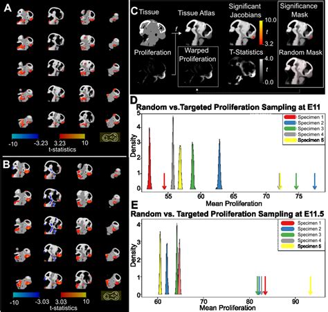 voxel based morphometry for whole embryo heads a statistical