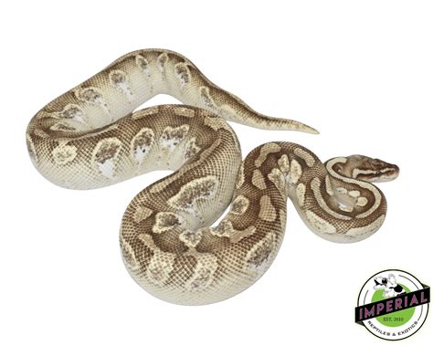 Adult Pastel Calico Ball Python