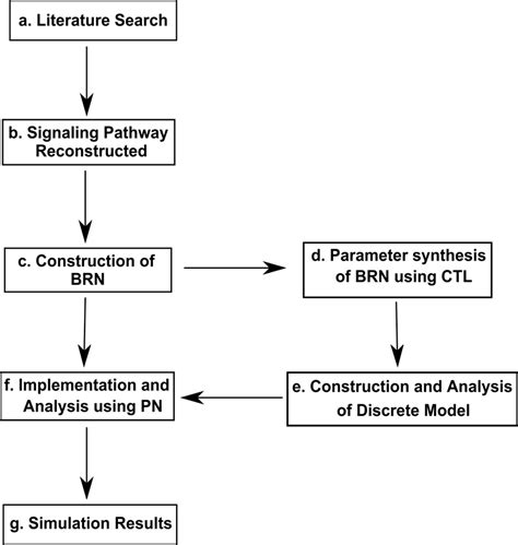 Work Flow Diagram Presenting The Structure And Organization Of The Download Scientific Diagram