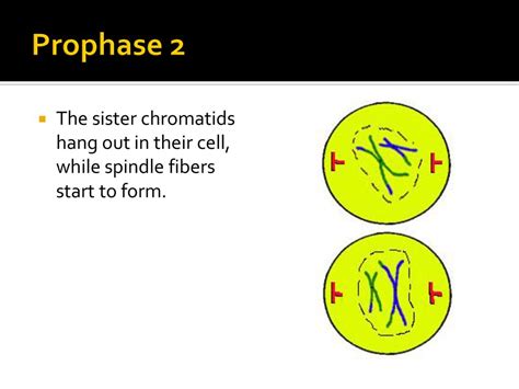 Sexual Reproduction Is Ppt Download