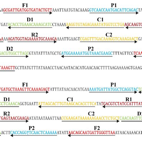 Sequence And Location Of Nuc A And Meca B Genes Used To Design