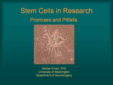 PPT Stem Cells In Research PowerPoint Presentation Free To View Id C ZTAyM