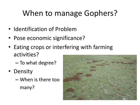 Site Specific Pocket Gopher Management Ppt Download