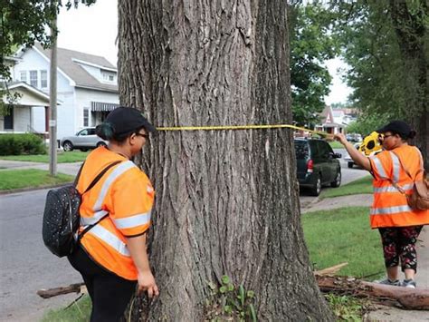 Everything You Need To Know About Tree Risk Assessments Sherlocks Com Au Blog