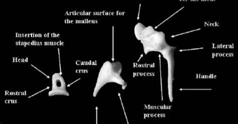 Your Audiology Tutorial Ossicular Chain