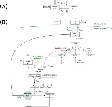 Schematic Representation Of Pk Cellular And Tumor Growth Inhibition Download Scientific