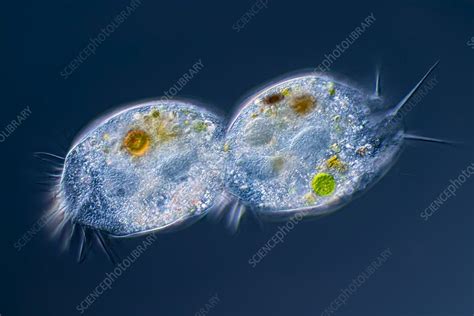 Hypotrich Protozoan Light Micrograph Stock Image C0493310