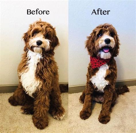Pin By Dog Grooming Salon Ideas On Dog Haircuts Cockapoo Haircut Dog