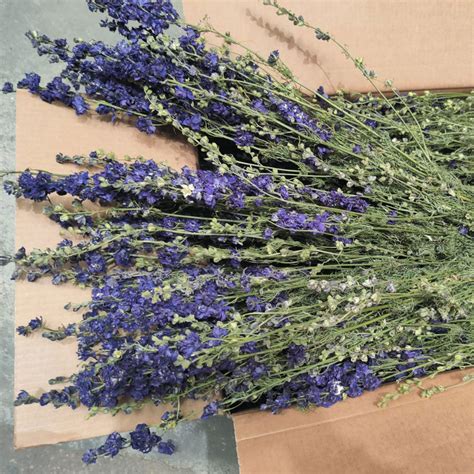 Delphinium Dried Natural Blue Box 25 Bunches Atlas Flowers
