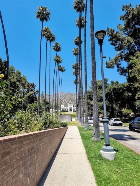 Iconic Palm Tree Avenue Leading To Brand Library Glendale California