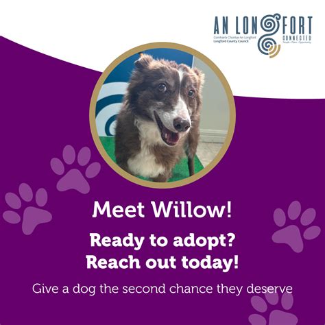 Longford 🐾 Meet Willow 🐾 Willow Is A Gorgeous 3 Year Old Collie With A Heart Full Of