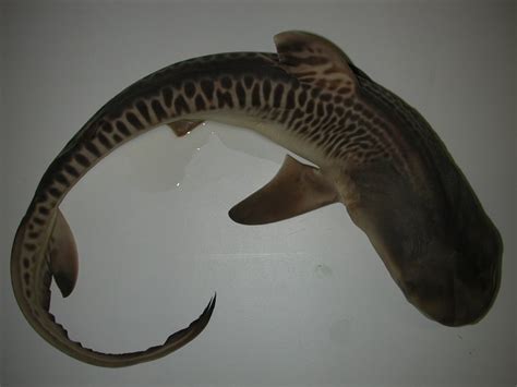 Tiger Shark Facts Size Lifespan Diet Pictures And More