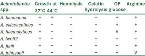 Acinetobacter Species Identification Download Scientific Diagram