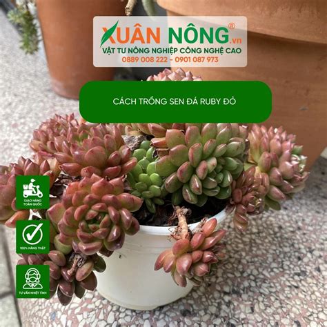 Cách Trồng Và Chăm Sóc Sen đá Ruby đỏ Tươi Tốt