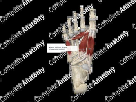Flexor Hallucis Brevis Complete Anatomy