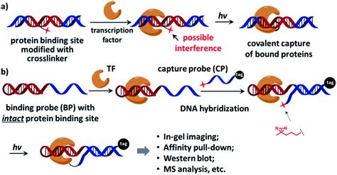 transcription factor binding site