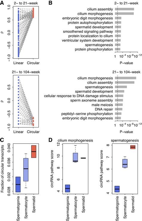 Rat Bodymap Transcriptomes Reveal Unique Circular Rna Features Across