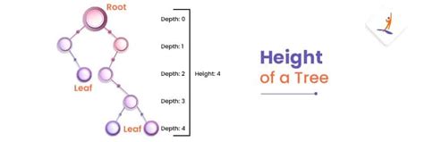 Introduction To Tree Calculate Height Of A Tree Intellipaat