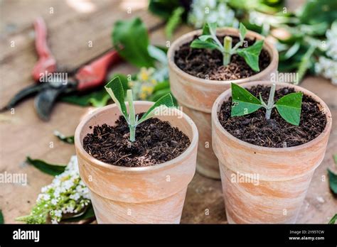 Cutting Butterfly Trees Buddleia Aka Buddleja In Pots In Summer