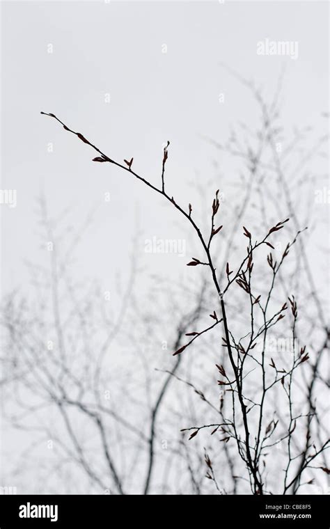 Branches Of A Tree Without Leaves In Spring On White Background Stock Photo Alamy