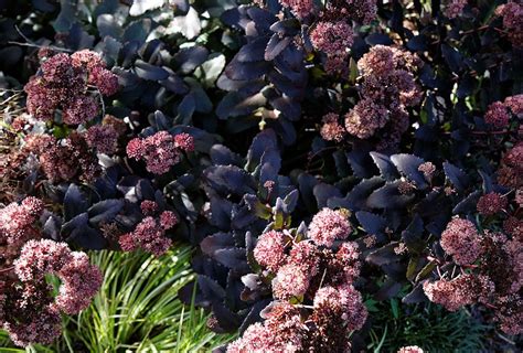 10 Sedum Varieties To Grow Indoors And Out Backyard Boss