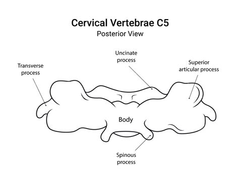 Anatomía De Las Vértebras Cervicales C5 Vista Posterior En Estilo De